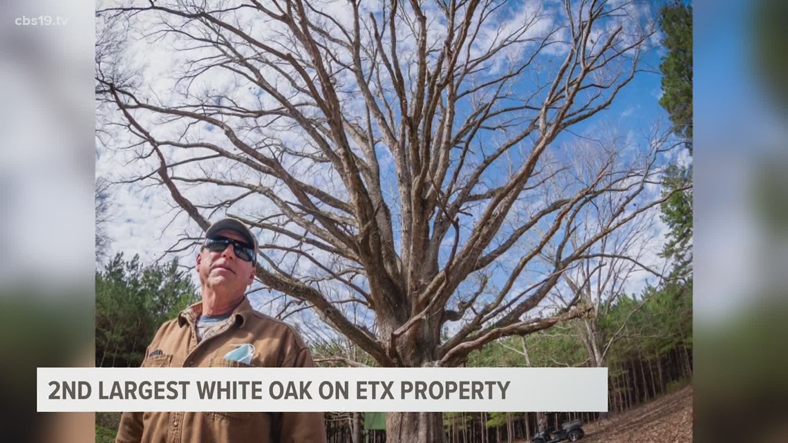 East Texas home to second-largest white oak tree in the state | cbs19.tv