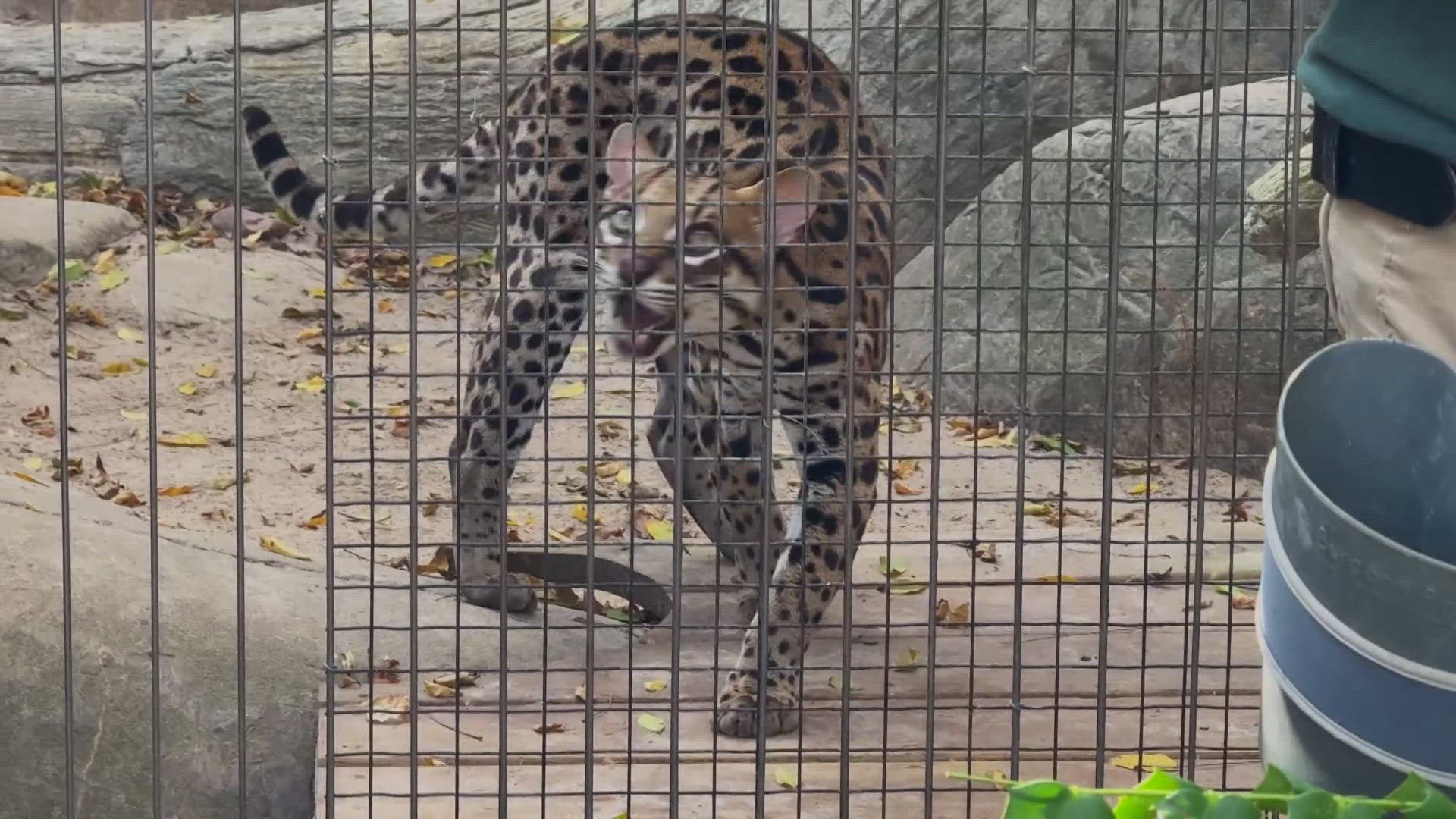 EXPLORING CALDWELL ZOO: Meet Maya the Ocelot | cbs19.tv