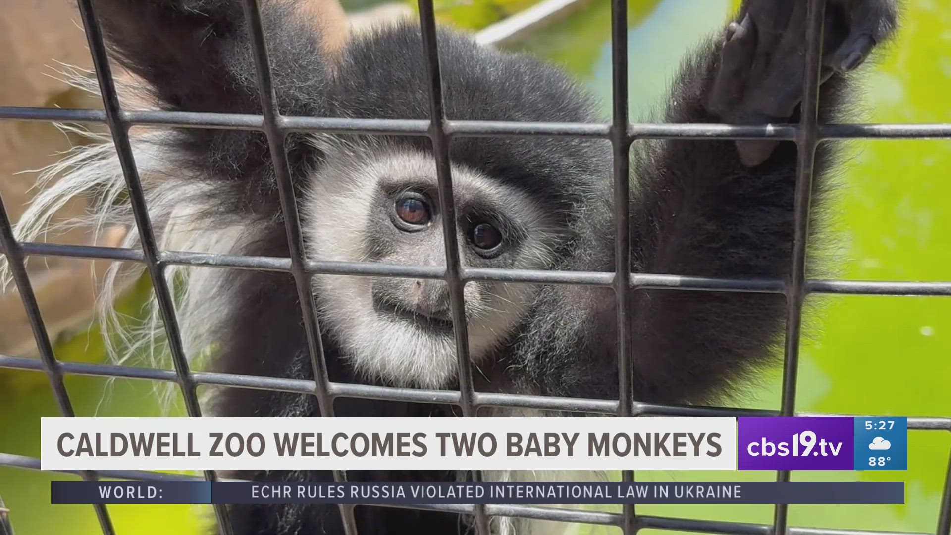 East Texas zoo announces birth of two baby colobus monkeys | cbs19.tv