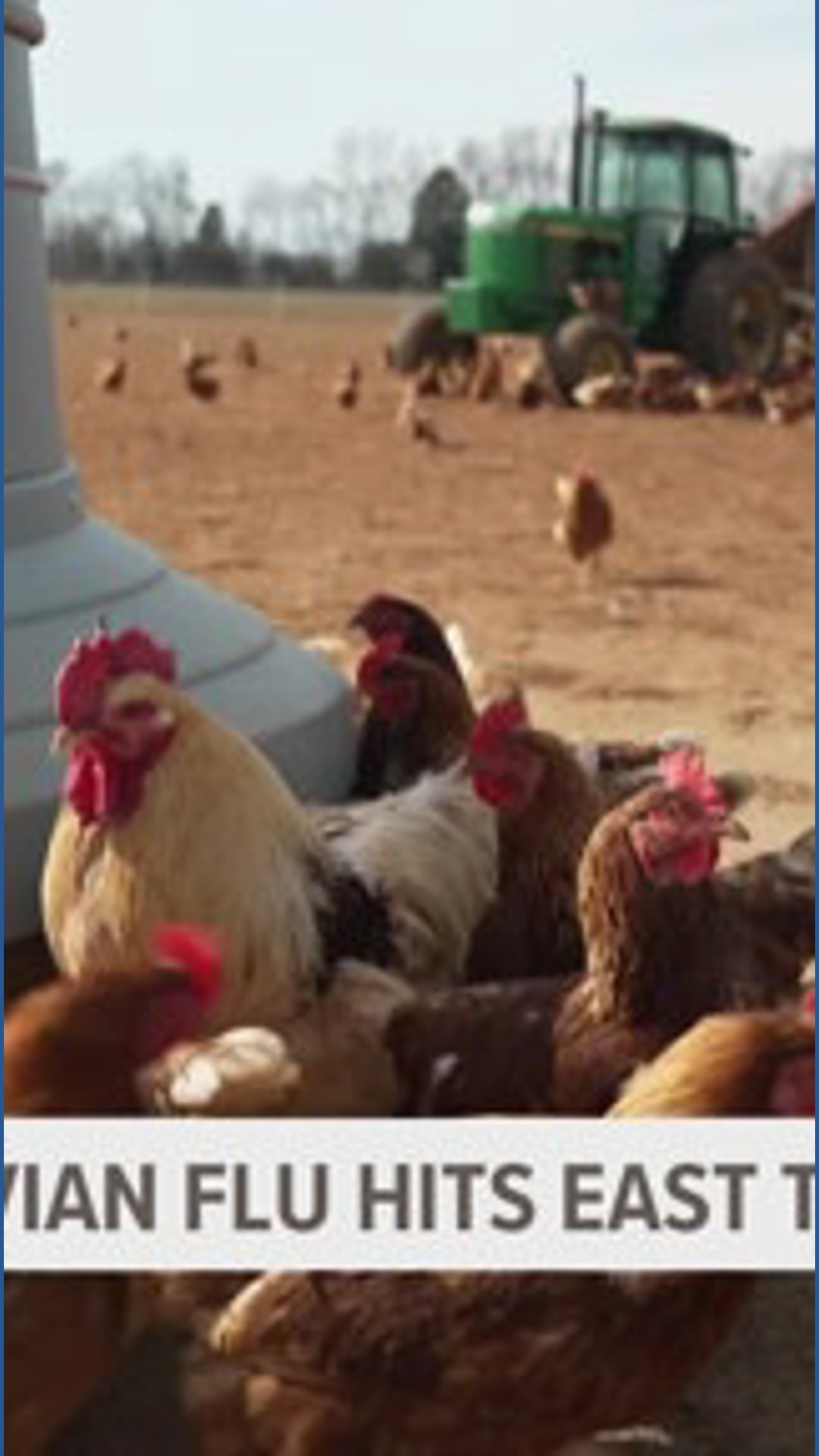 Avian flu hits East Texas poultry flock, becoming first case in state ...