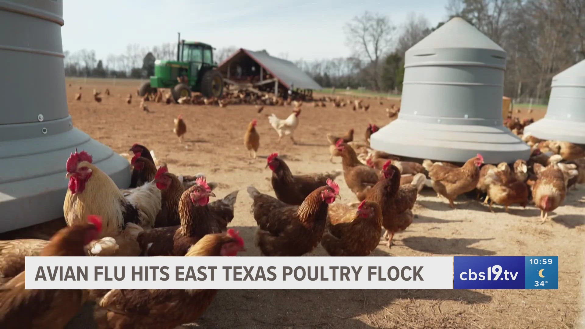 Avian flu hits East Texas poultry flock, becoming first case in state ...