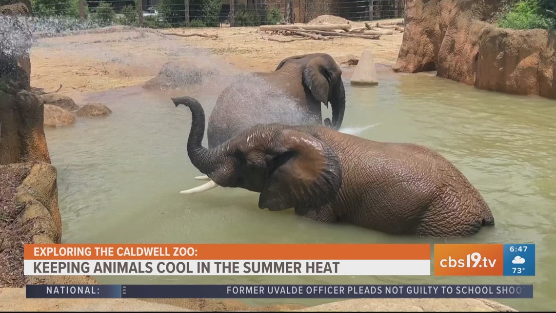EXPLORING THE CALDWELL ZOO: Beating heat like elephants | cbs19.tv
