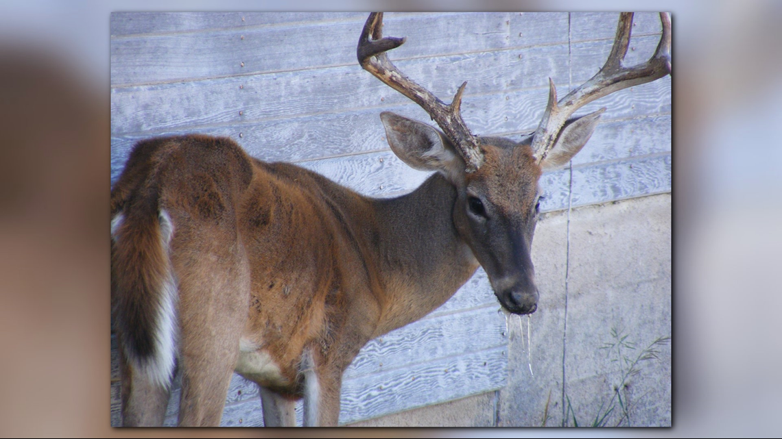 TPWD urges hunters, landowners to be vigilant after chronic waste ...