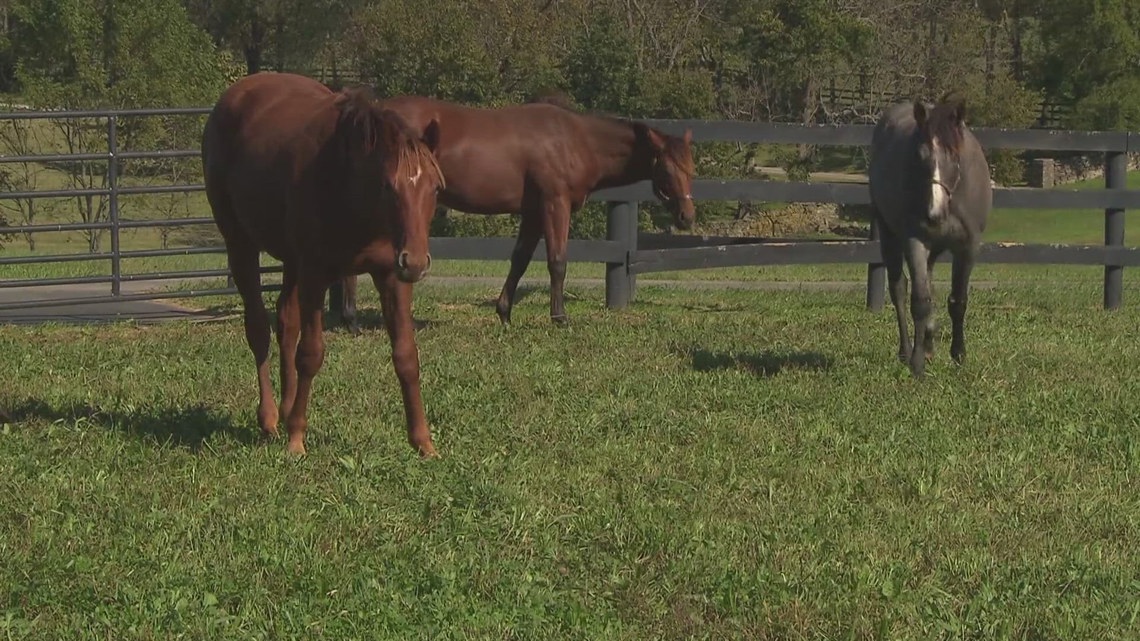 Study shows horses can smell fear | cbs19.tv