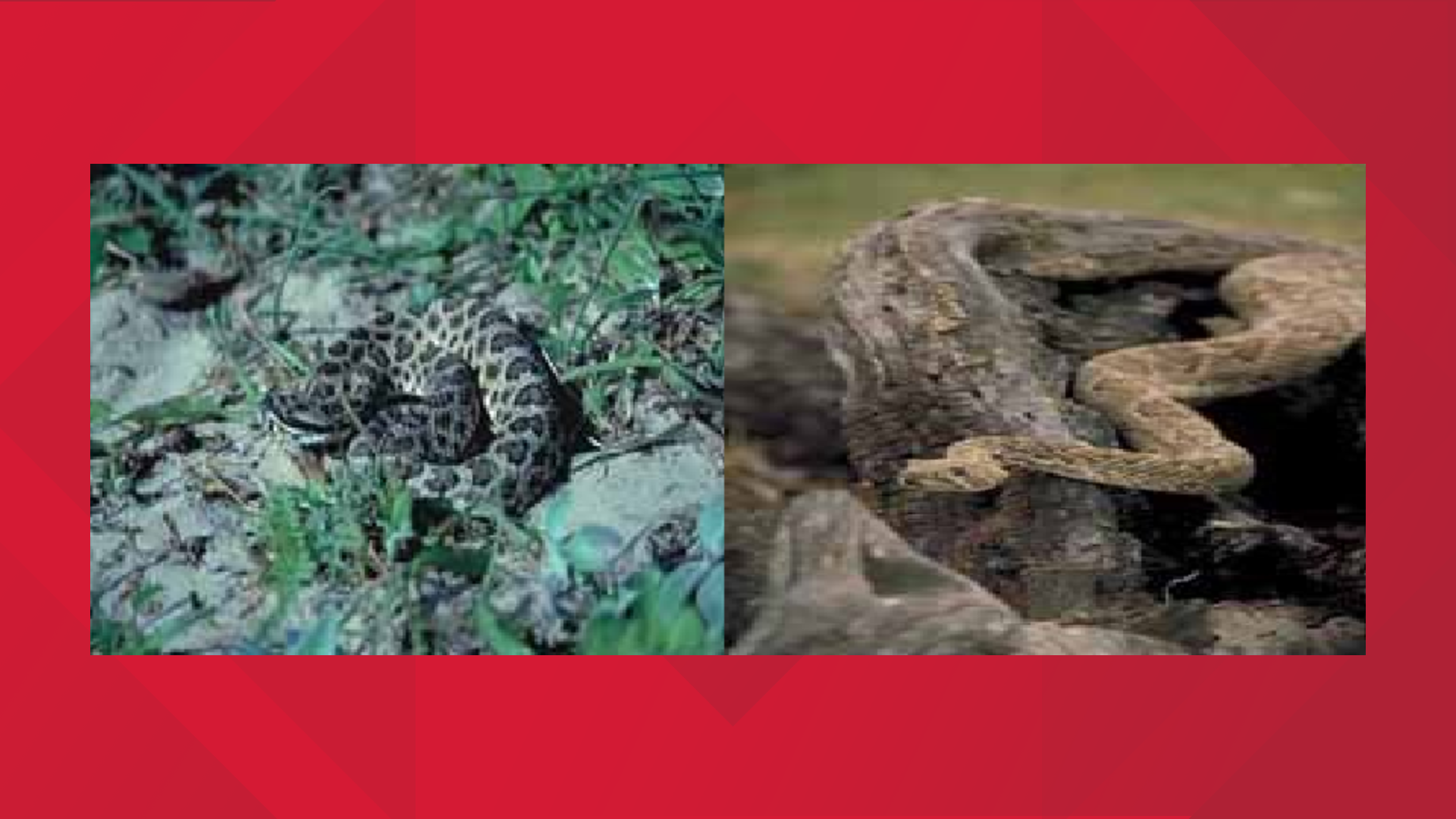 YOU SHOULD KNOW: Venomous vs. Non-venomous snakes in Texas | cbs19.tv
