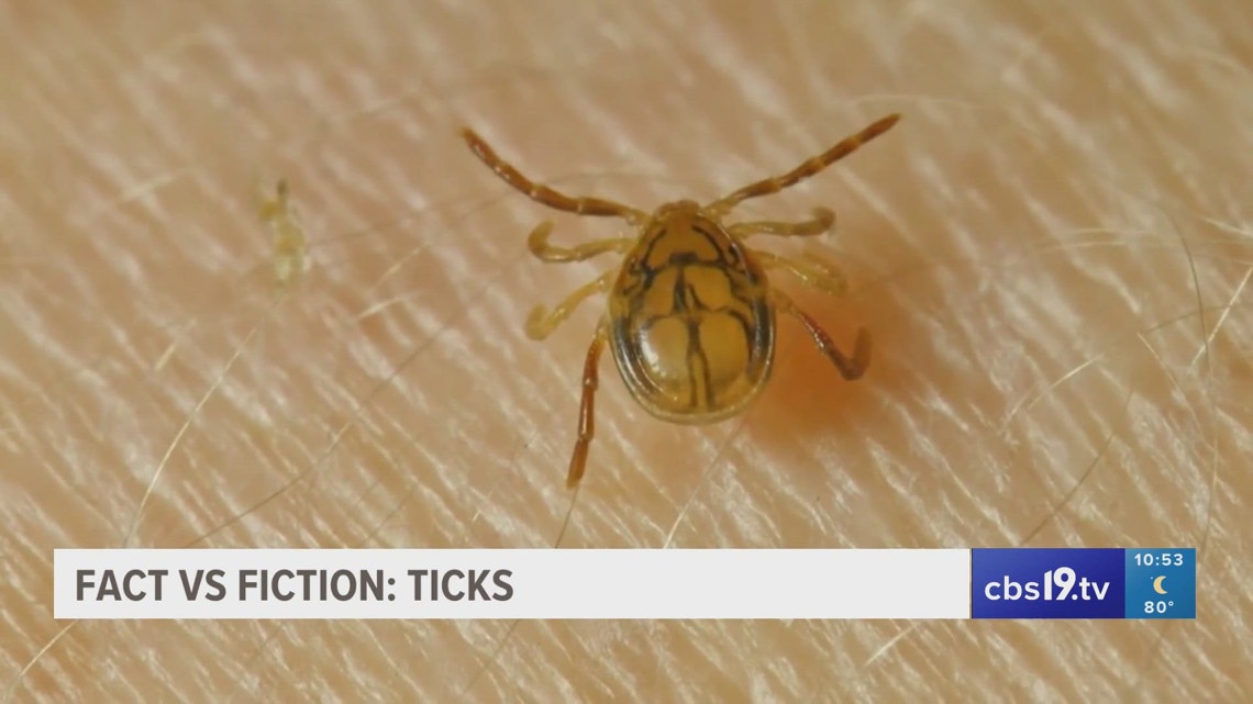 CDC reports increase in hospital visits for tick bites | cbs19.tv