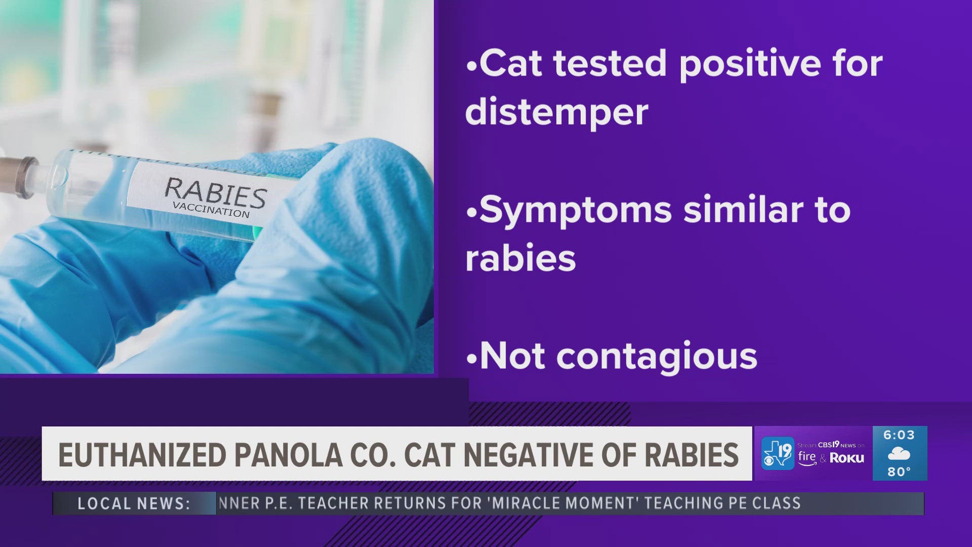 Panola County cat euthanized after showing rabies symptoms tests ...