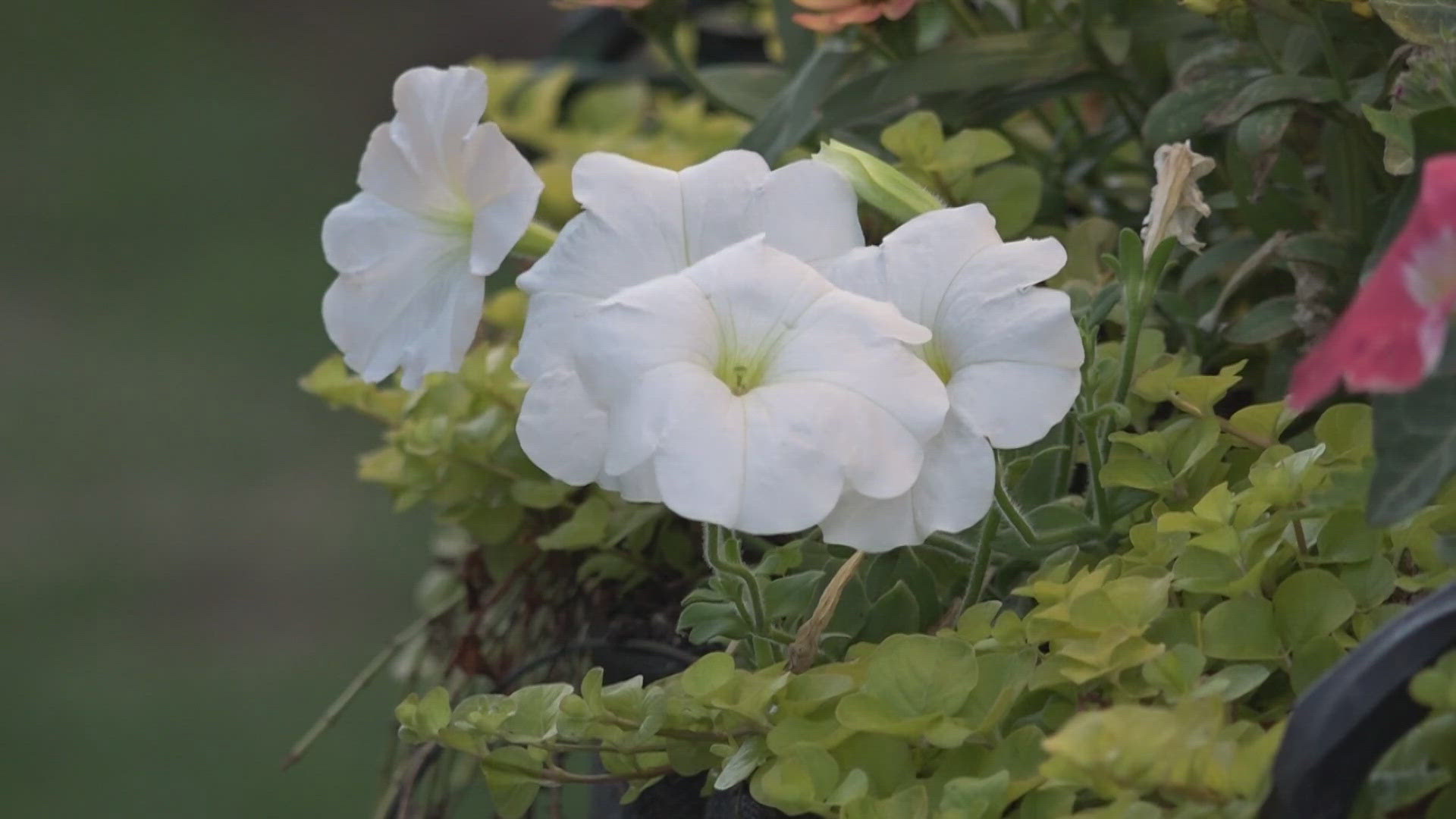 Tyler's iconic Pyron Garden blooms under new ownership at Azalea Trail ...