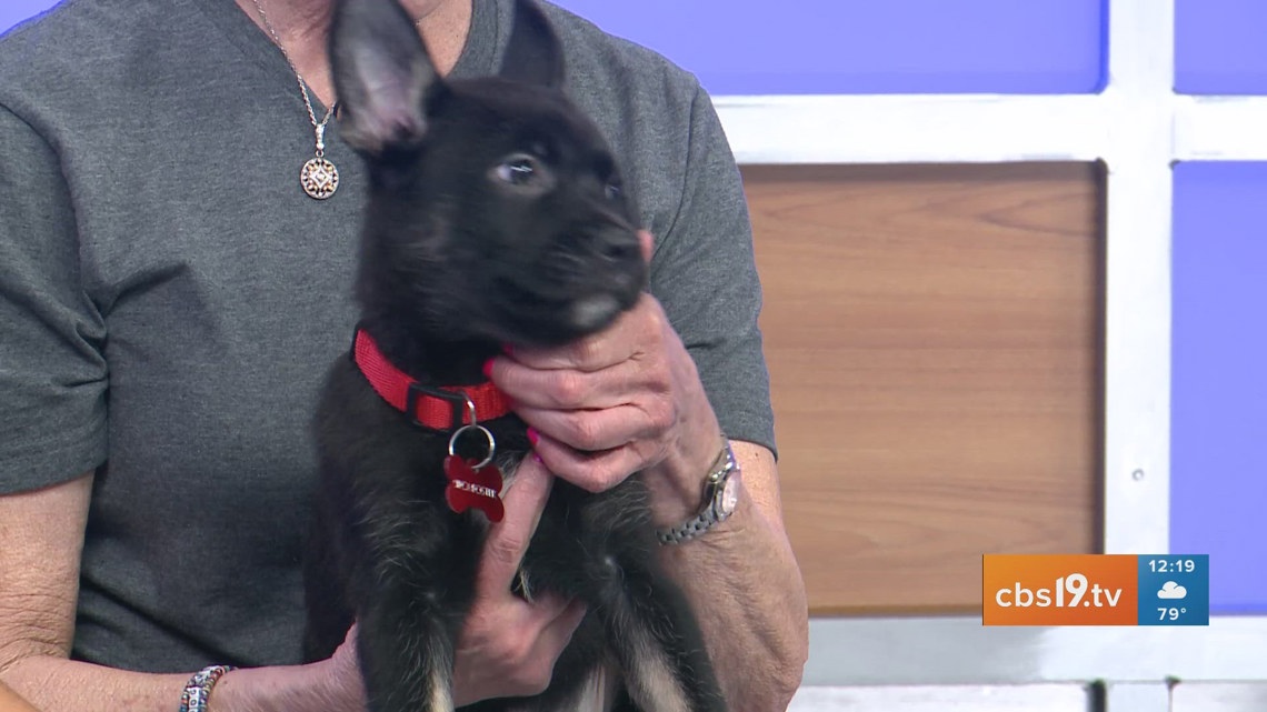 Meet Benedict from the SPCA of East Texas | cbs19.tv