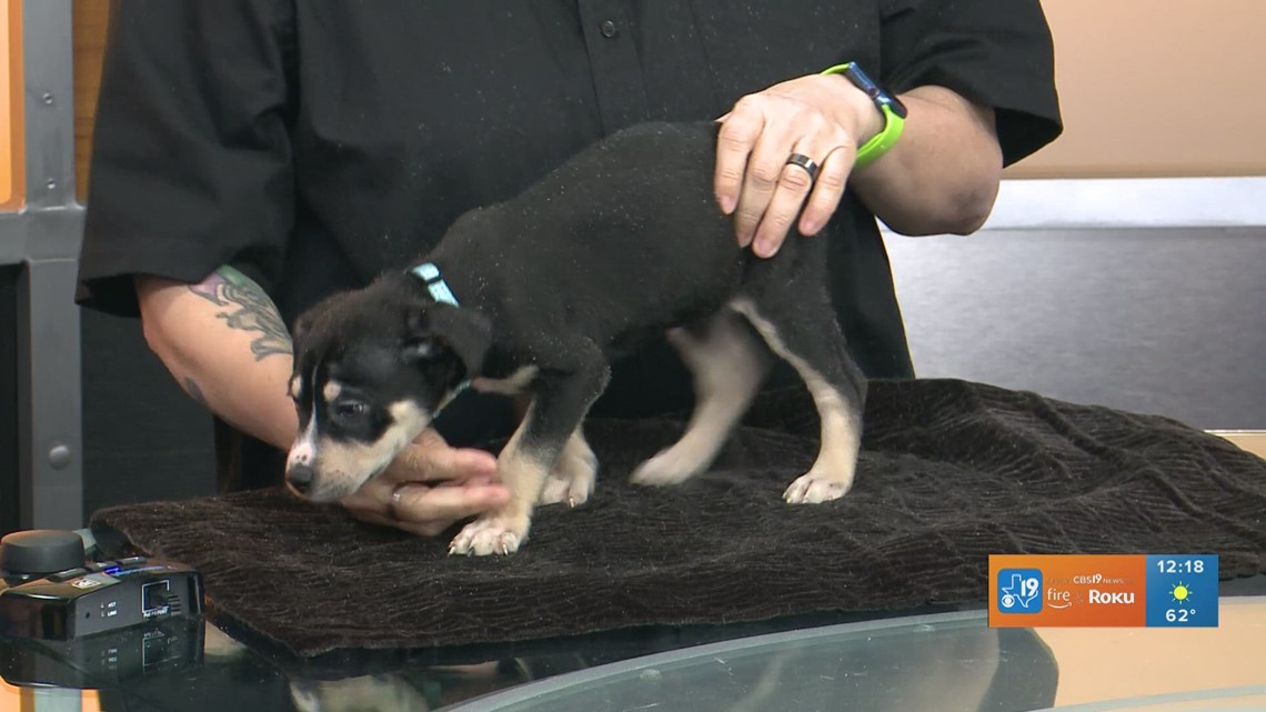 Meet Cocoa from the SPCA of East Texas | cbs19.tv