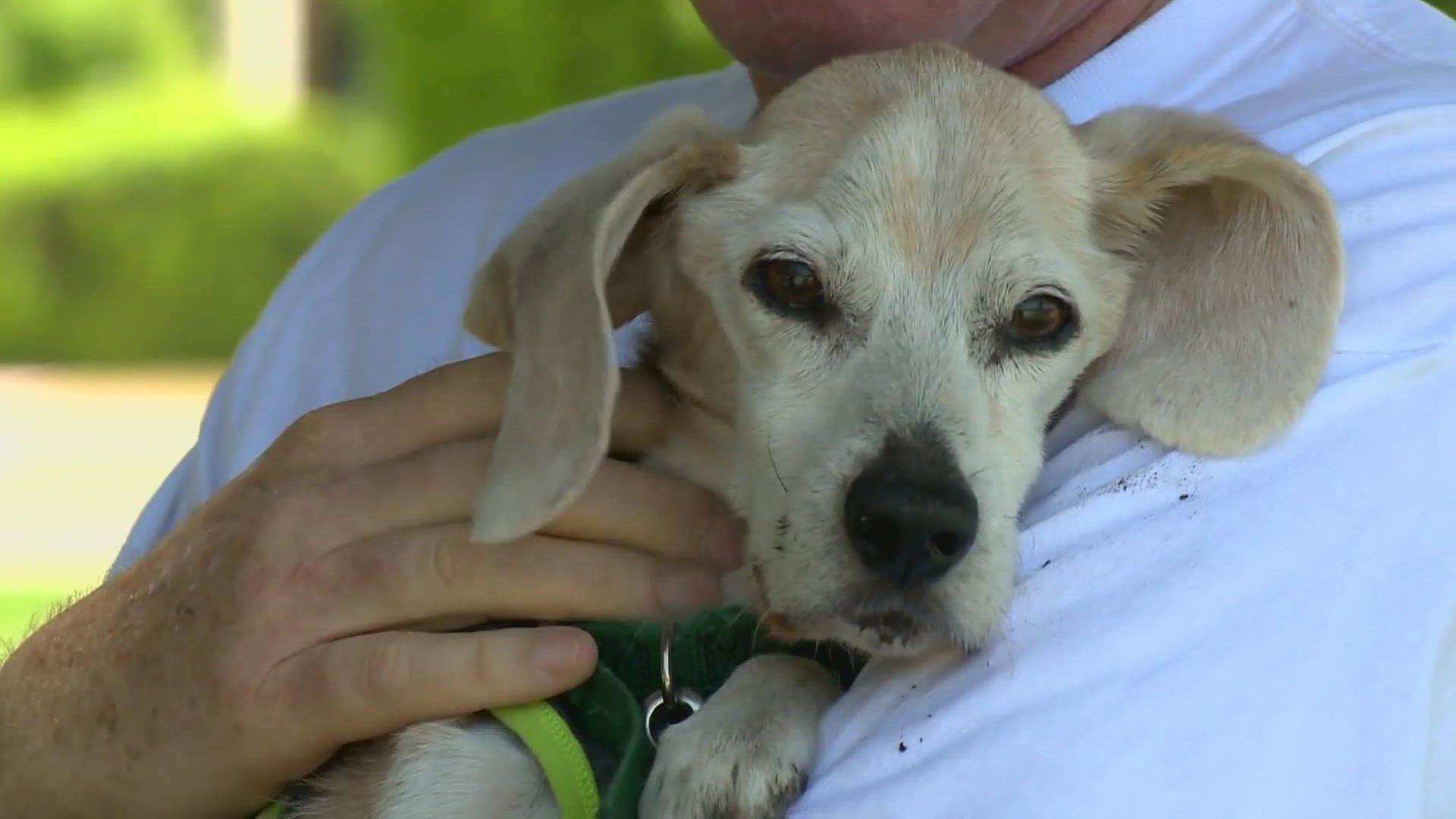 STUDY: Dogs can learn words | cbs19.tv