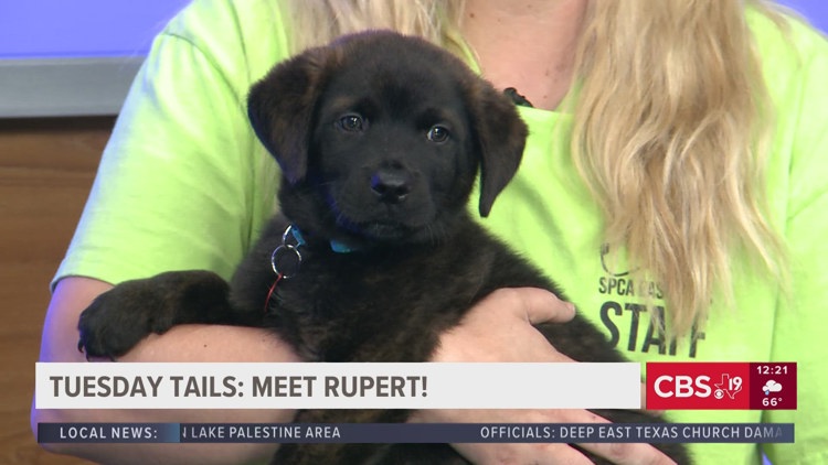 Tuesday Tails | Tyler, Texas | cbs19.tv