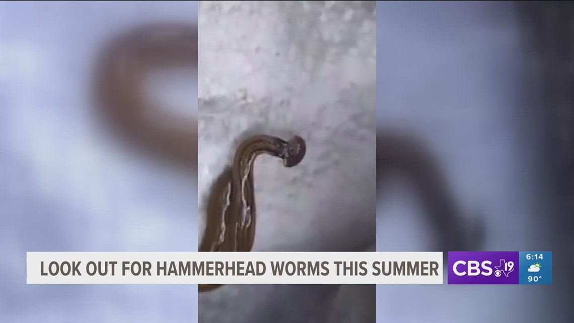 Poisonous worm species in East Texas | cbs19.tv