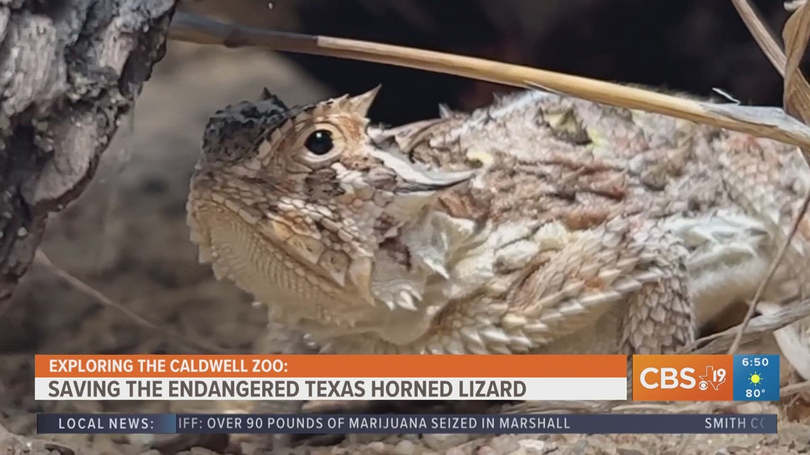 EXPLORING THE CALDWELL ZOO: Helping the Texas horned lizard | cbs19.tv