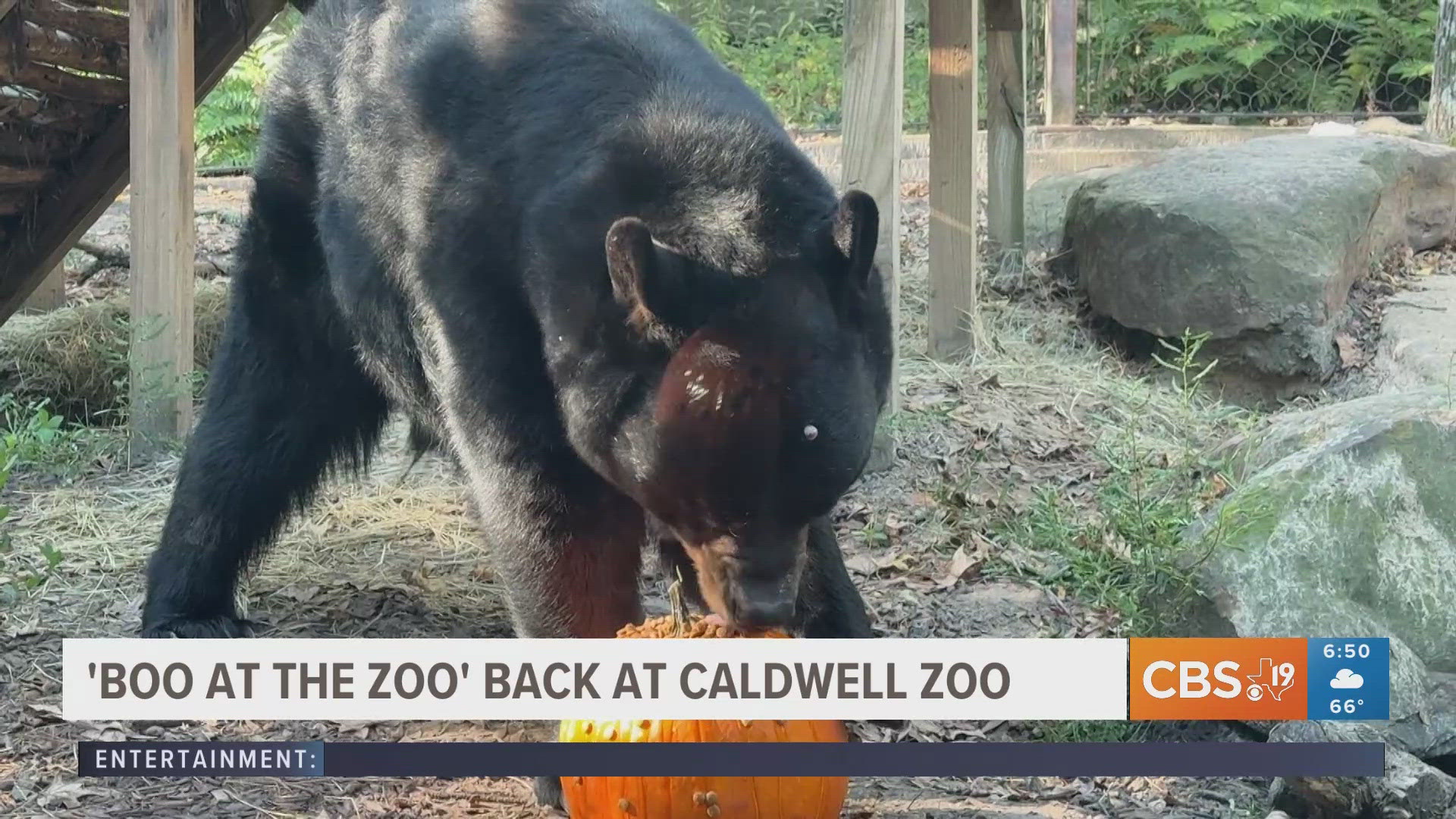 EXPLORING THE CALDWELL ZOO: Boo at the Zoo event returns | cbs19.tv