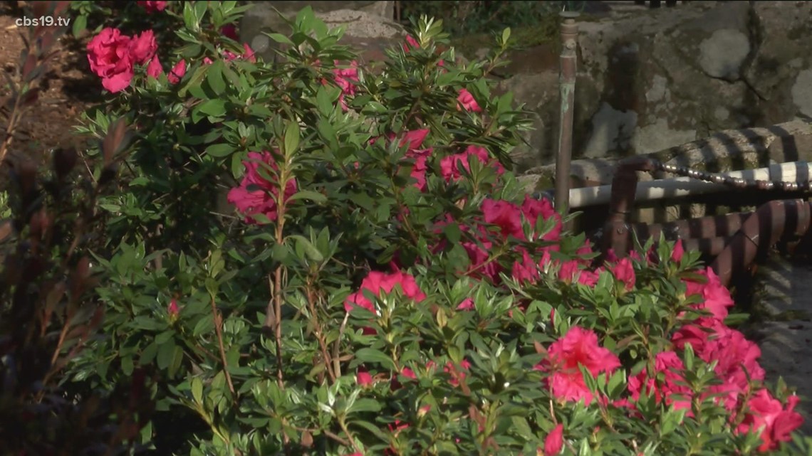 Tyler opens Azalea & Spring Flower Trail for 2022 season | cbs19.tv
