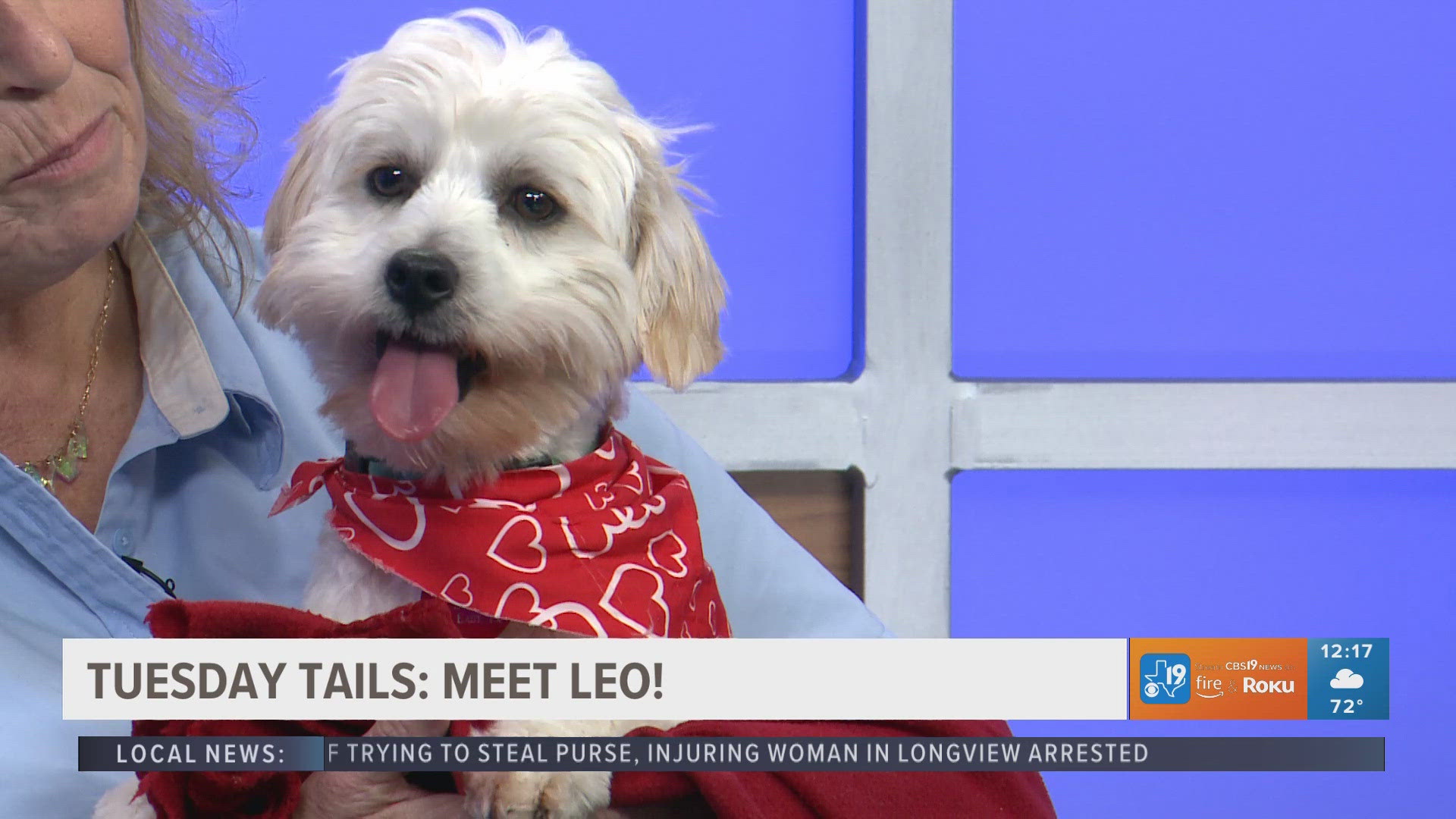 Meet Leo from the SPCA of East Texas | cbs19.tv