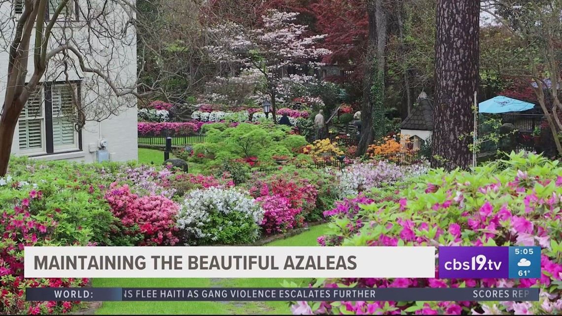 Gardeners offer tips on maintaining azaleas in East Texas | cbs19.tv