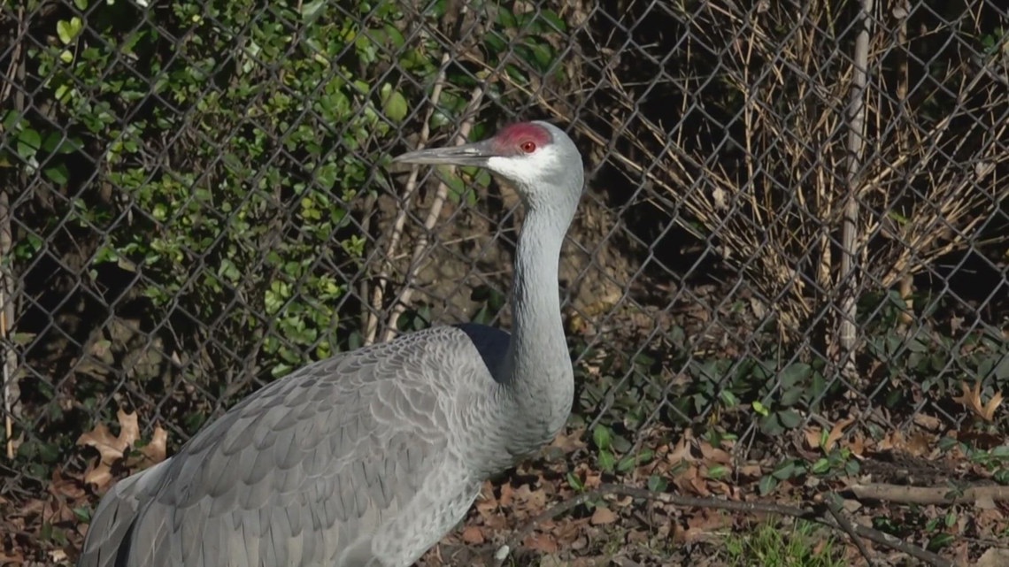 EXPLORING THE CALDWELL ZOO: Meet Ruby the playful Sandhill Crane | cbs19.tv