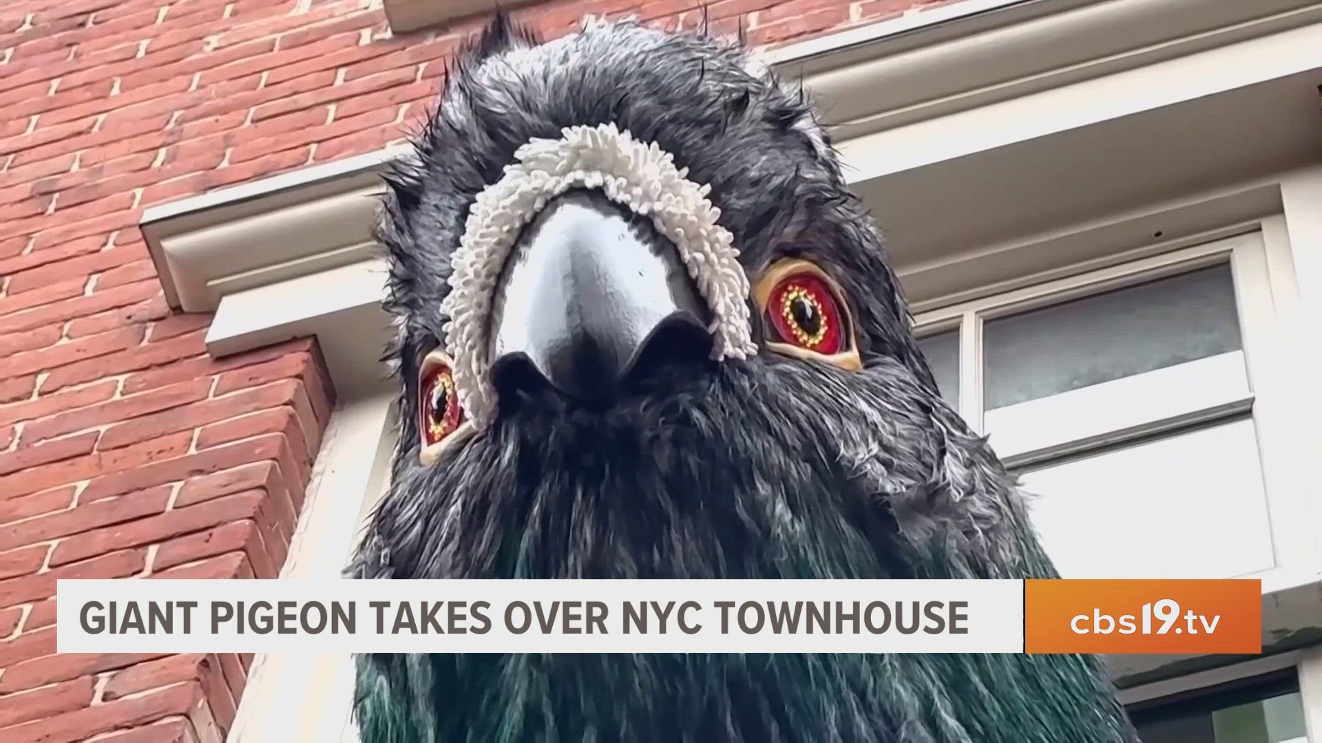 Giant pigeon takes over New York City townhouse | cbs19.tv