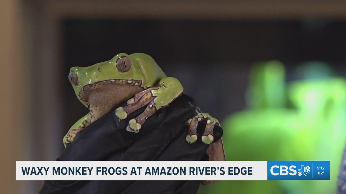 EXPLORING THE CALDWELL ZOO: New Amazon River's Edge showcases rare ...