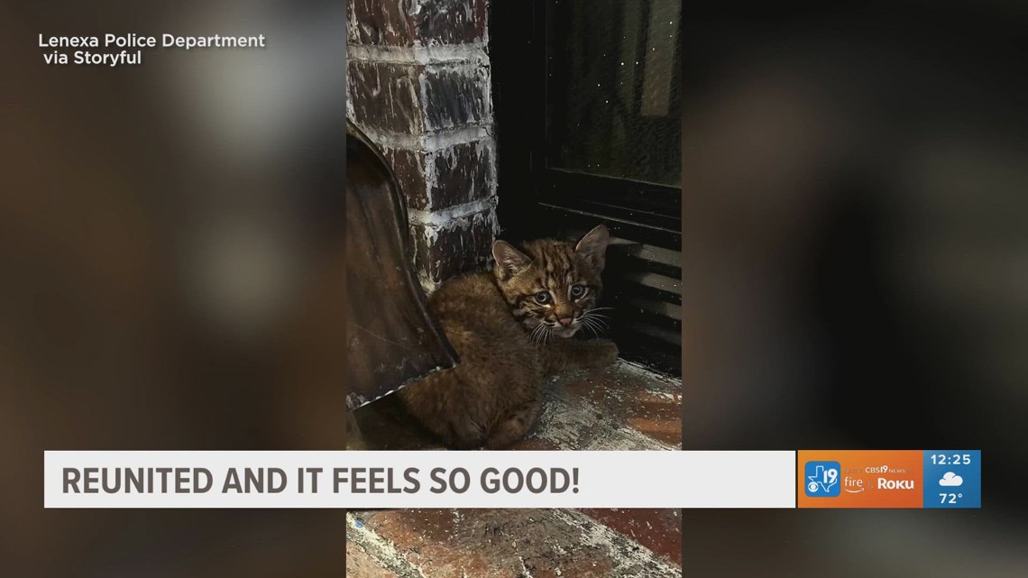 Police rescue bobcat kitten | cbs19.tv