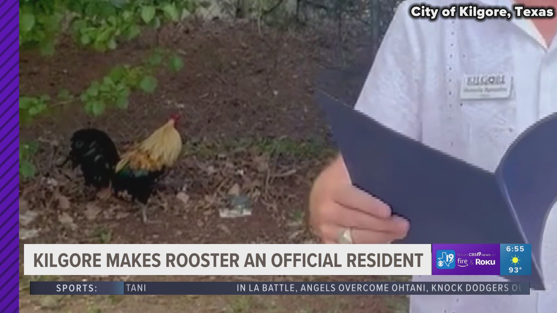 Kilgore mayor makes rooster an official resident after recent 'bird ...