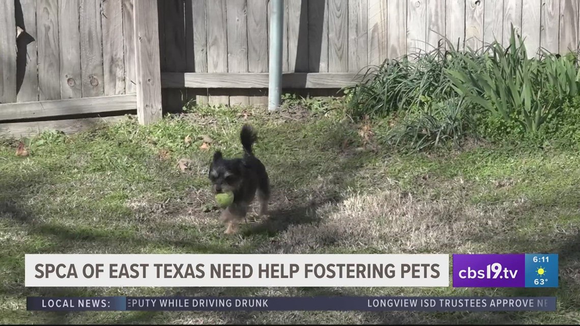 SPCA in need of more foster homes | cbs19.tv