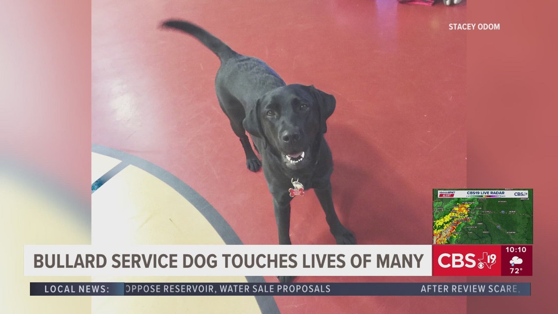 Bullard remembers service dog Fuschia's impact | cbs19.tv