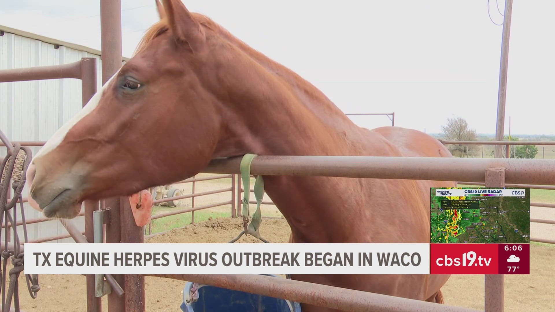 Texas equine herpes virus outbreak in Waco | cbs19.tv