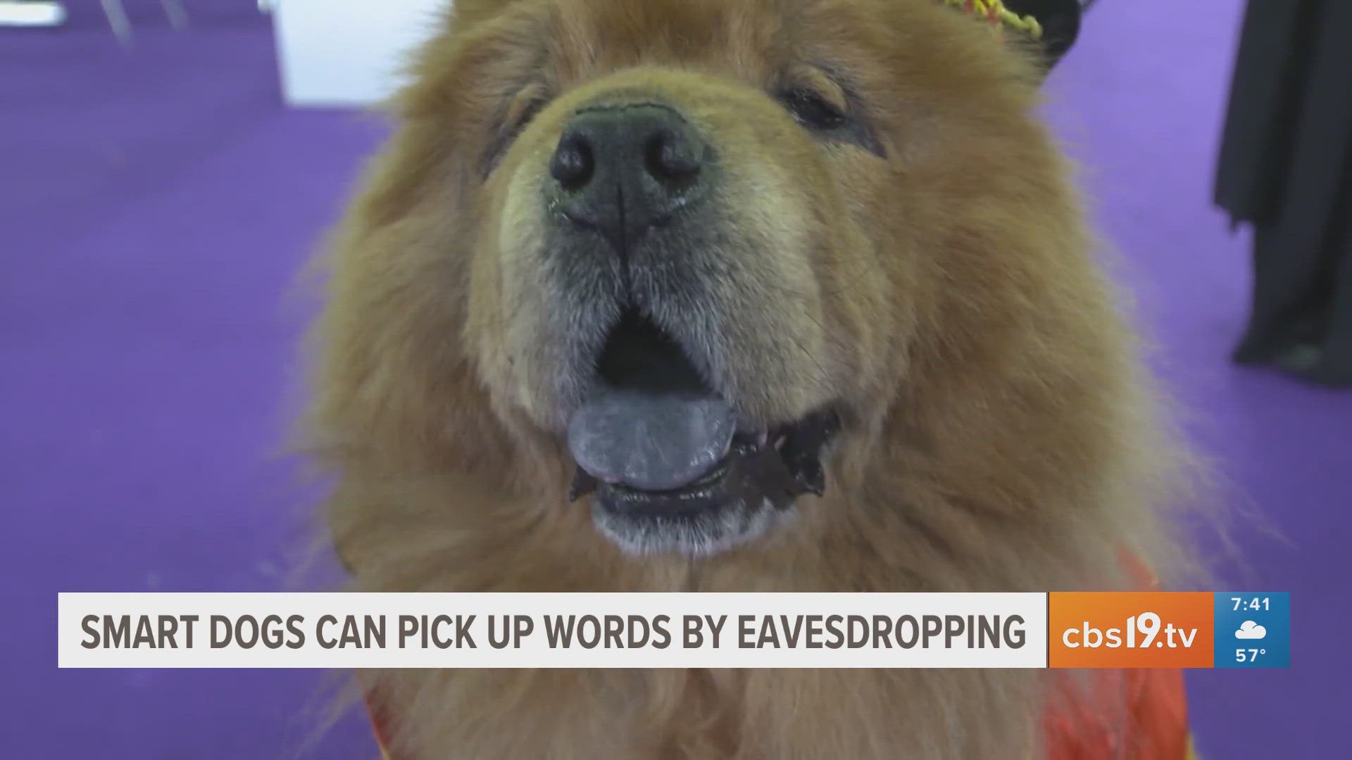 Smart dogs can pick up words by eavesdropping | cbs19.tv