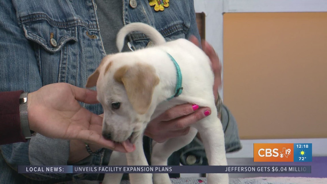 TUESDAY TAILS: Meet Duluth! | cbs19.tv