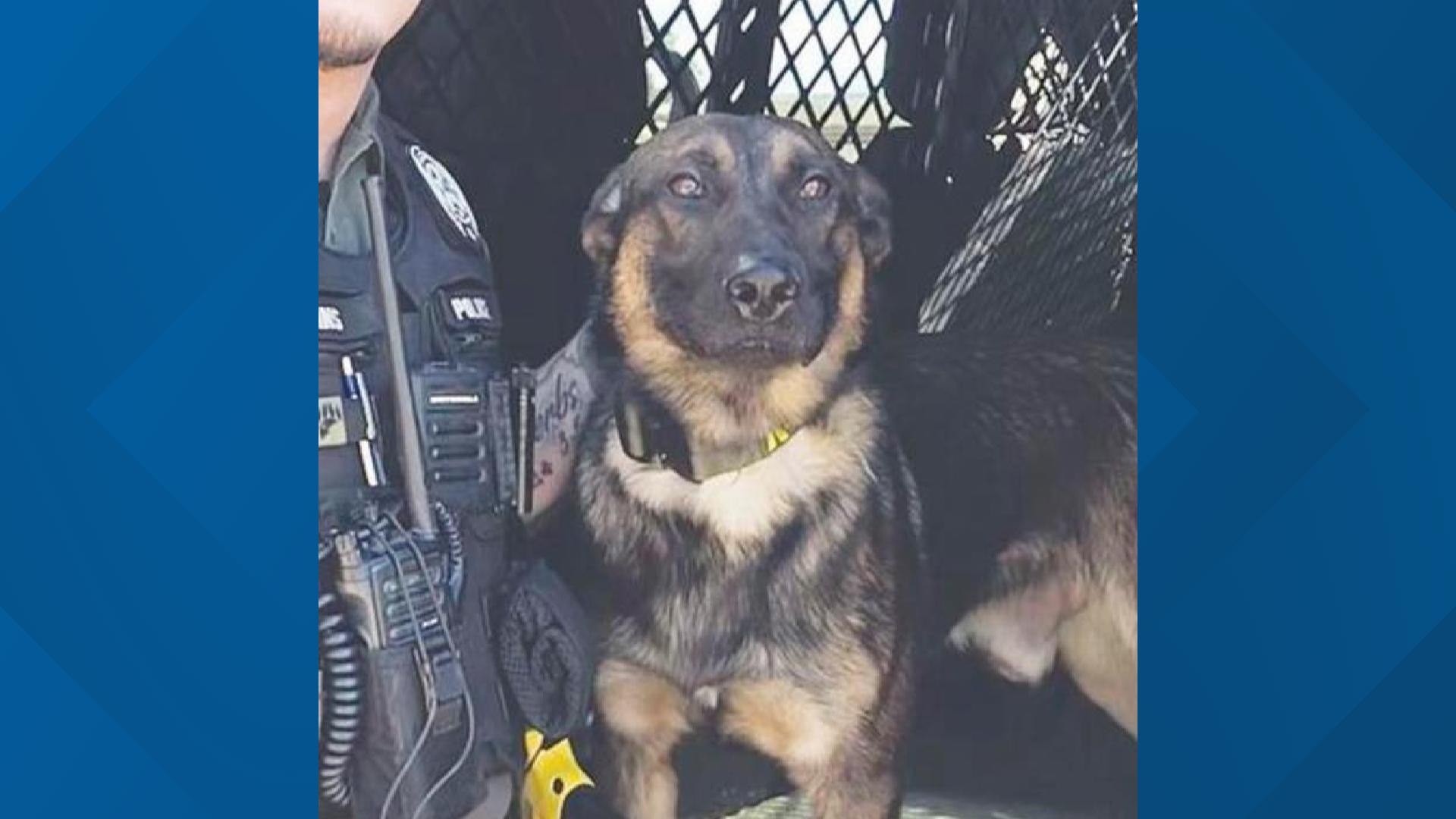 Palestine police K9 missing after storm | cbs19.tv