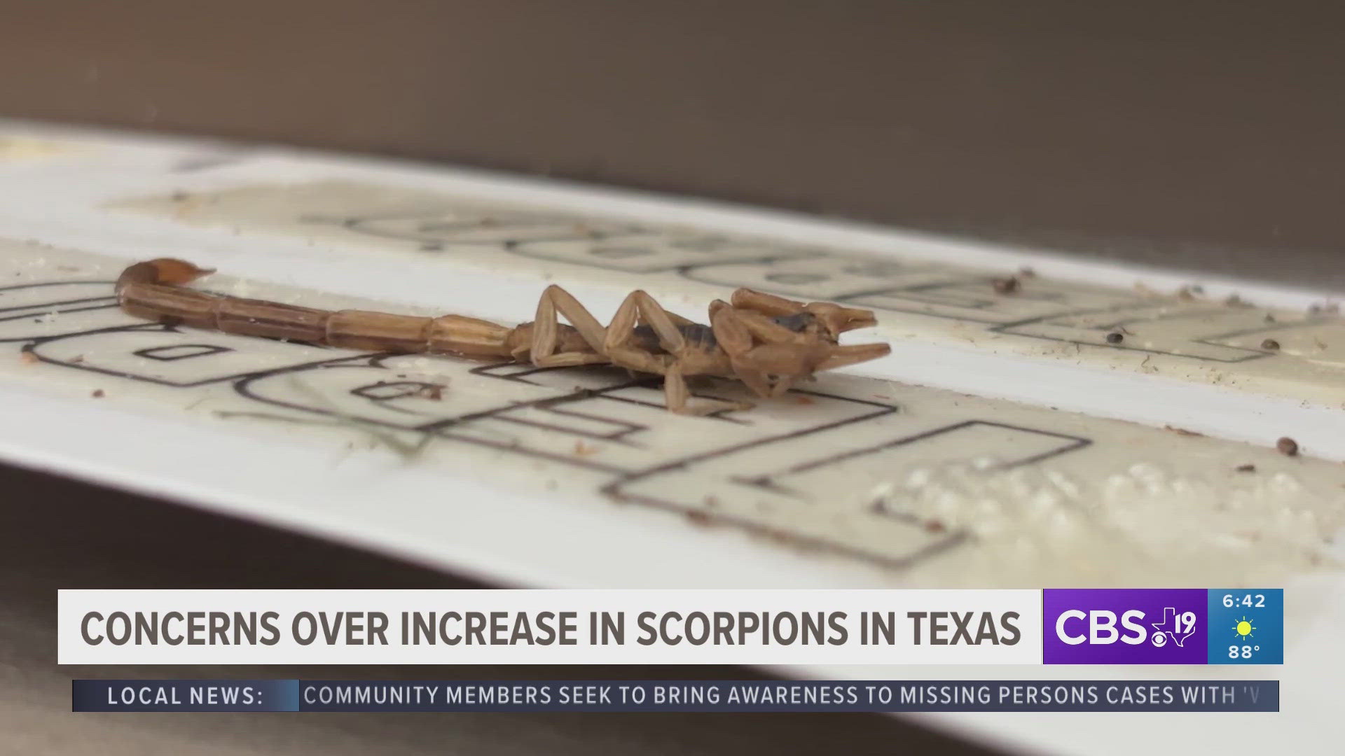 Scorpion surge raising concerns in Texas | cbs19.tv