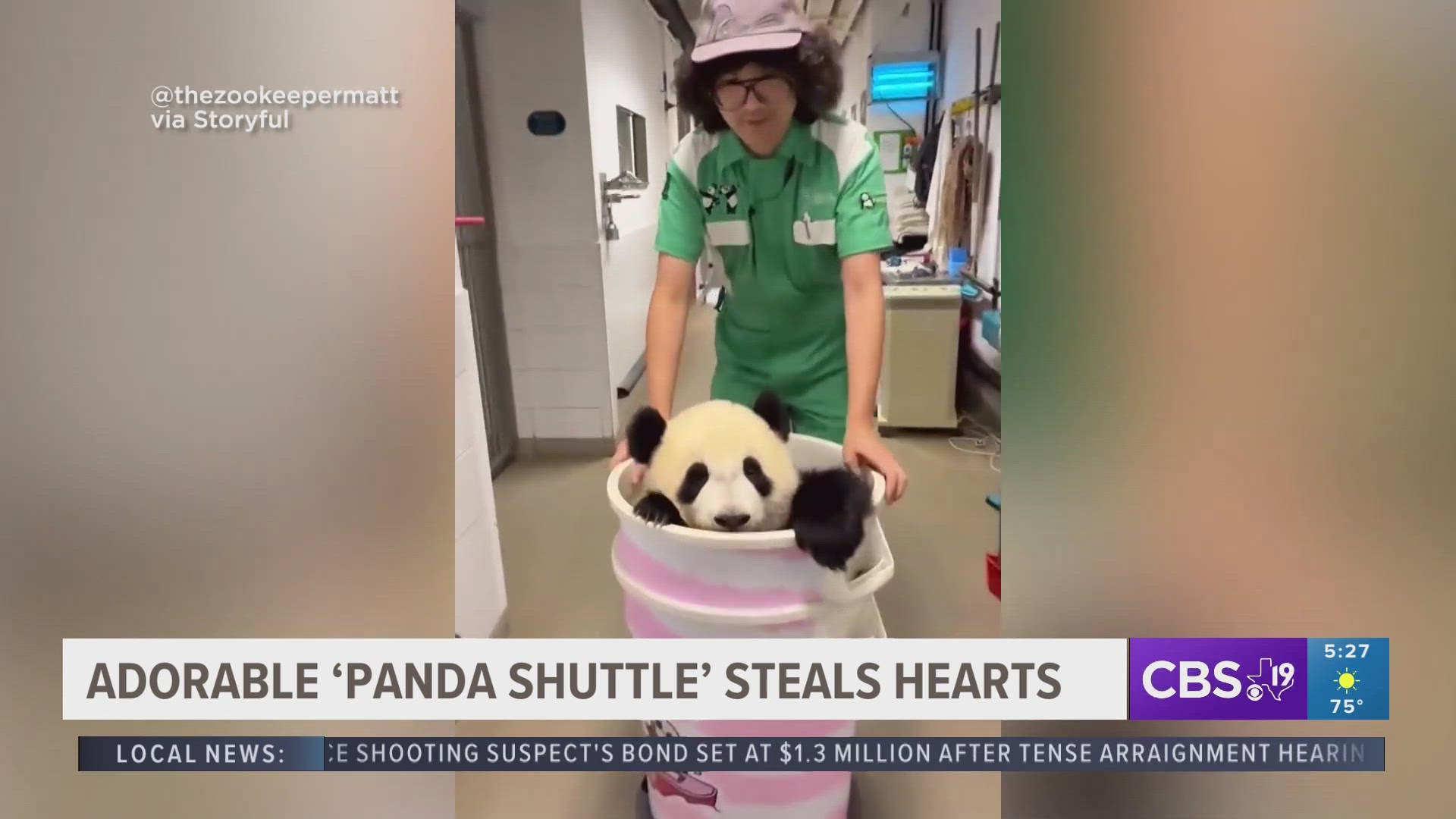 CHECK THIS OUT | Adorable 'panda shuttle' steals hearts, bring smiles ...