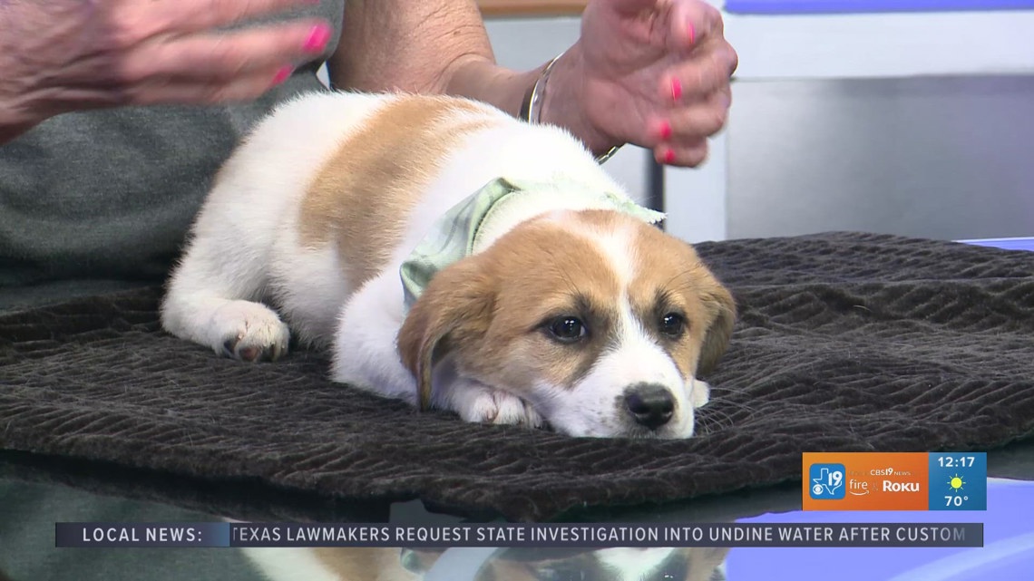 TUESDAY TAILS: Meet Serena from the SPCA of East Texas | cbs19.tv