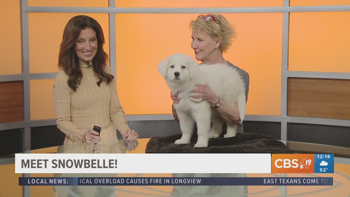 TUESDAY TAILS: Meet Snowbelle from the SPCA of East Texas | cbs19.tv