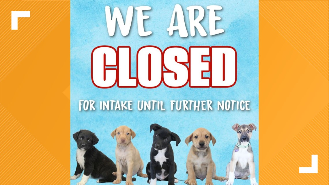 SPCA of East Texas temporarily halts intakes as they tend to more than ...