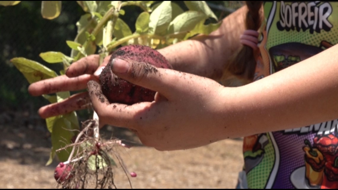 Kissam intermediate school is growing young gardeners | cbs19.tv