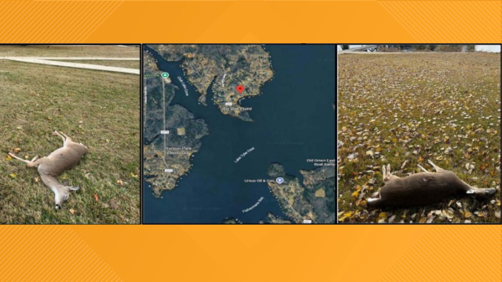 $1,000 reward offered for information on deer killings in East Texas ...