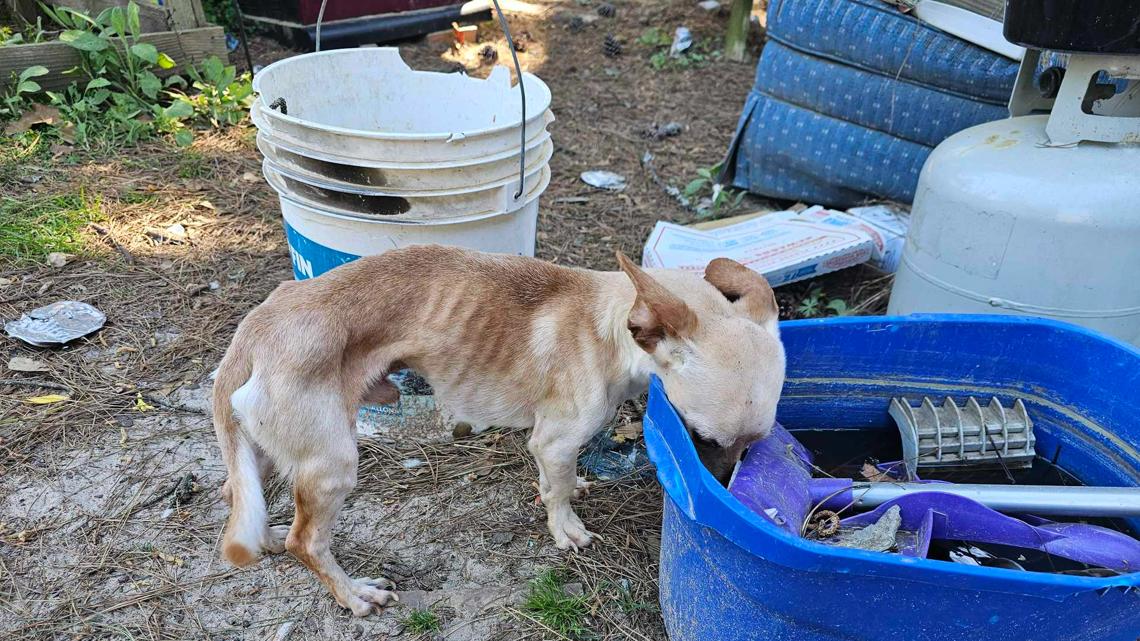 Cults, controversy and kidnapping: The Kelly Wilson case | cbs19.tv