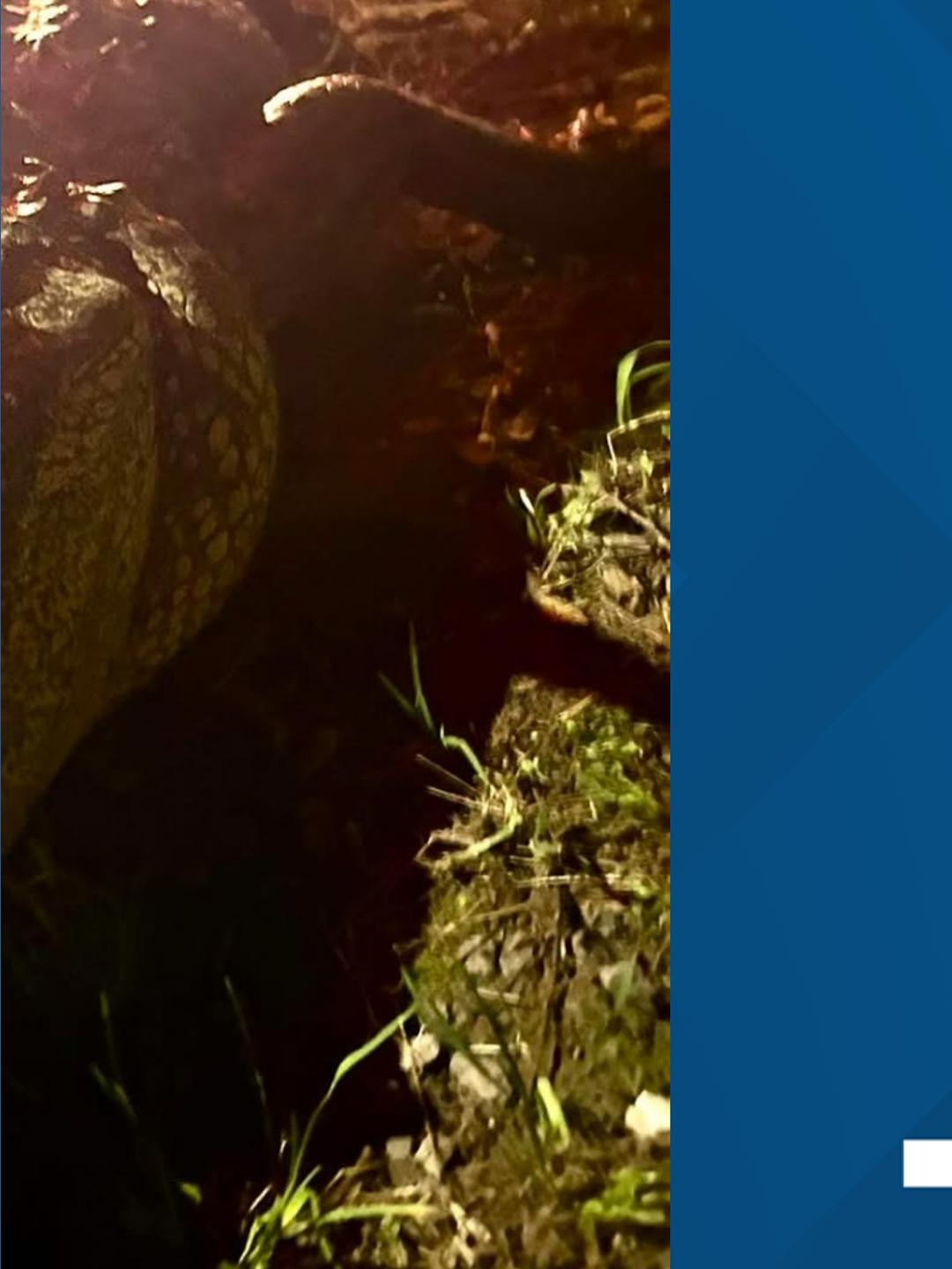Officials safely escort alligator from Texas town to Sabine River ...
