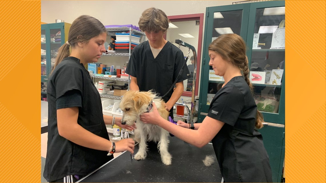 Bullard High School pampers pups with dog grooming service | cbs19.tv
