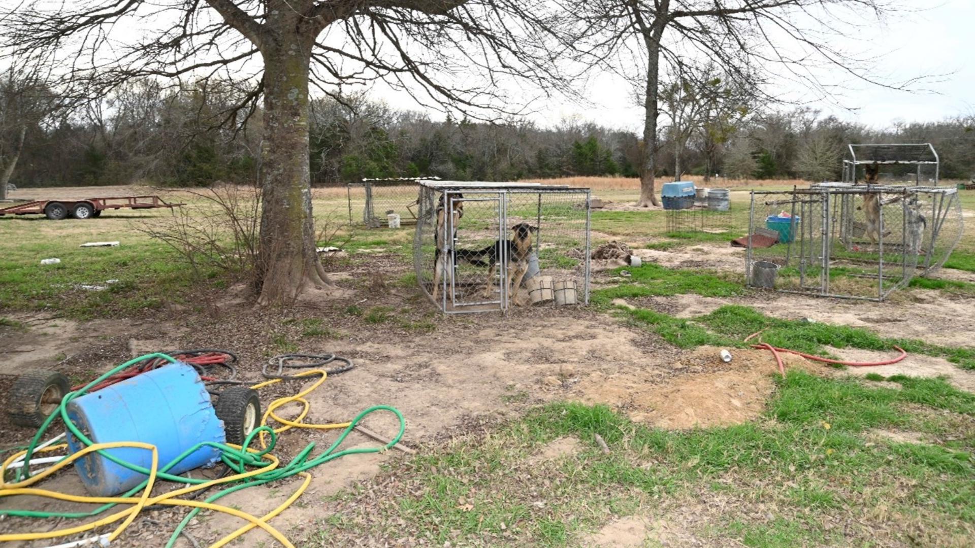 East Texas dog breeder indicted after social media video shows her ...