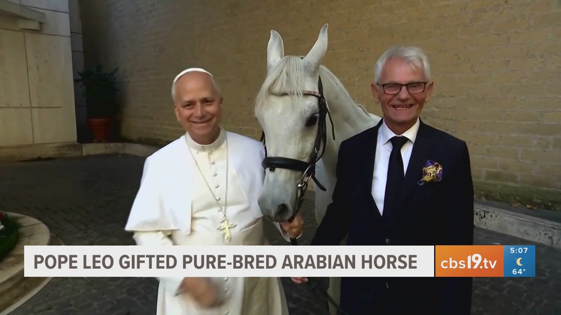 Pope Leo XIV gifted pure-bred Arabian horse | cbs19.tv