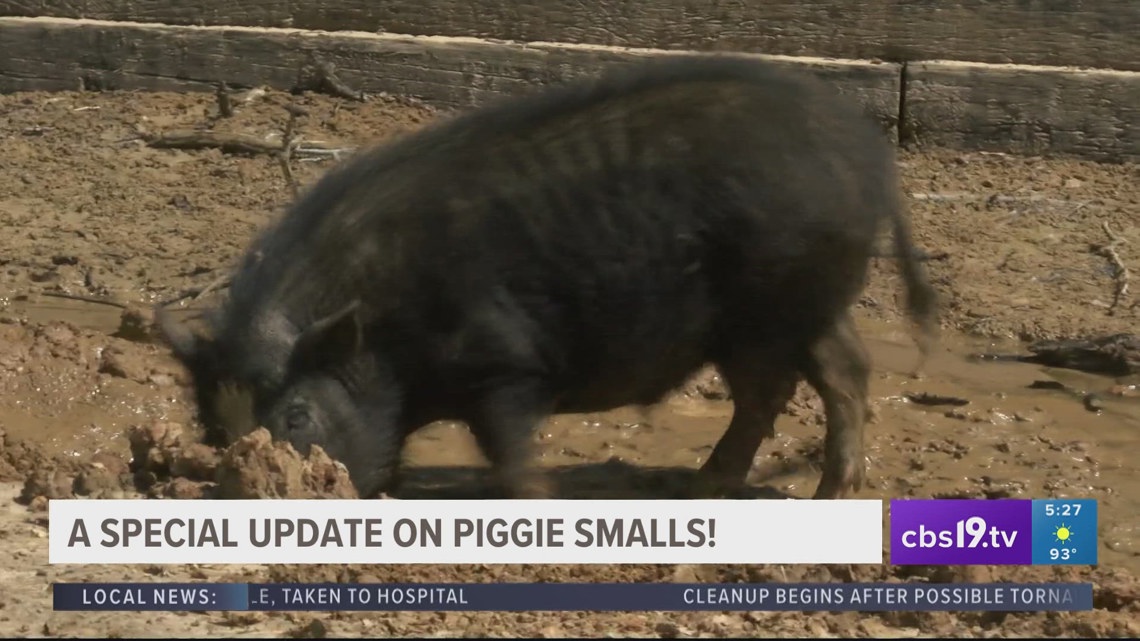 'Notorious P.I.G' settling in to life at Heaven's Gate Farm | cbs19.tv