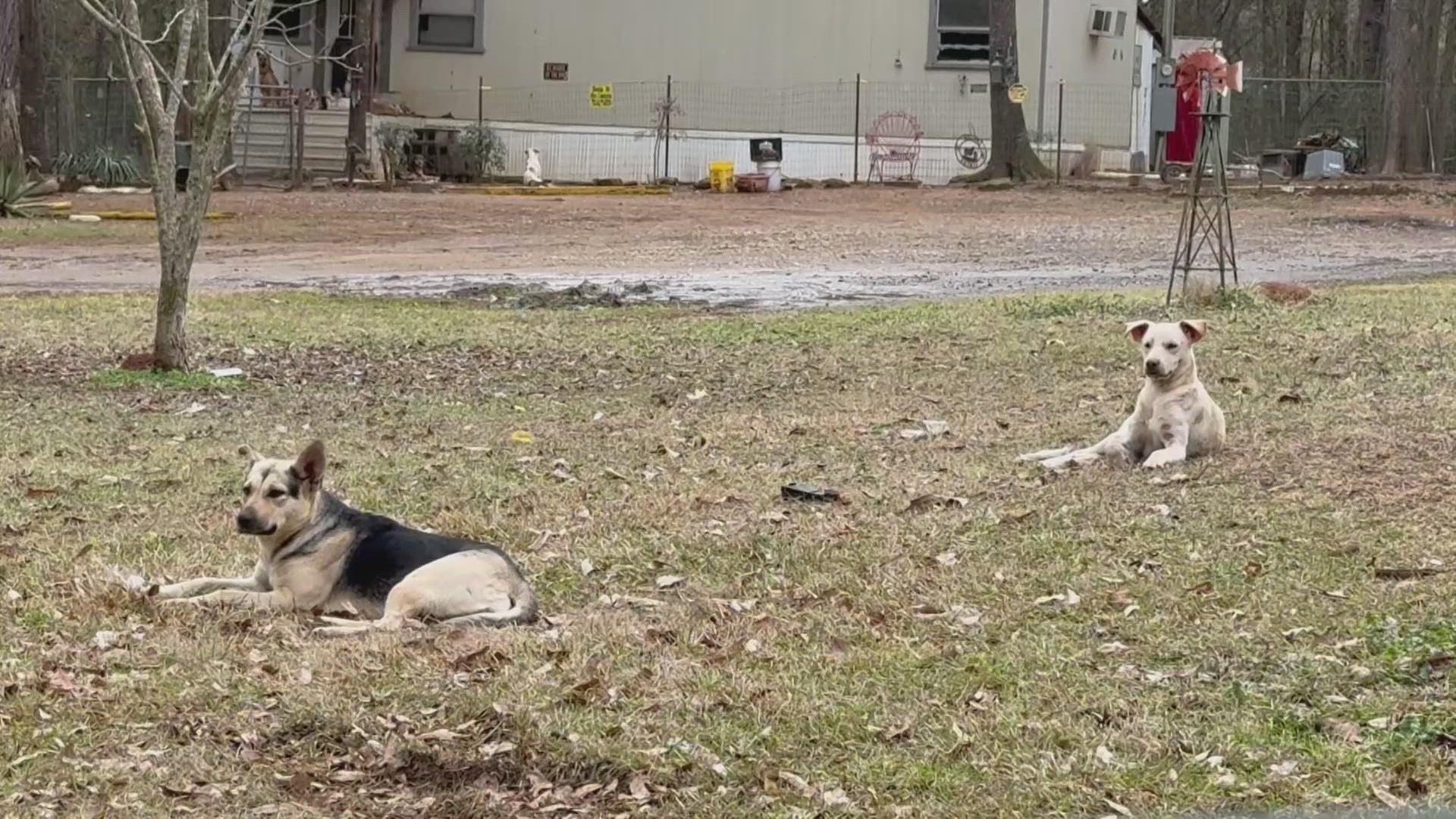 Rusk County residents demand action on stray dog crisis amid safety ...