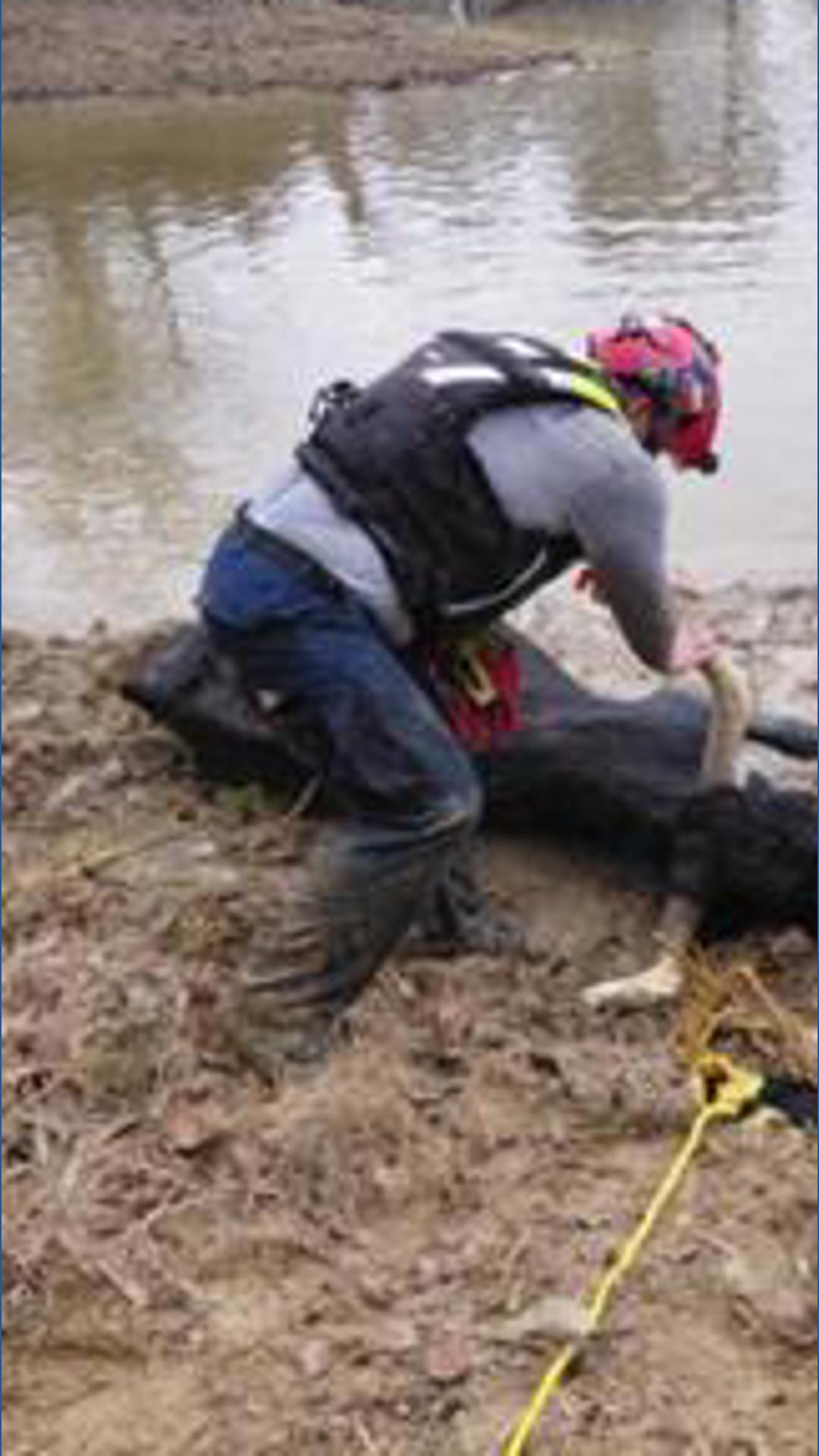 Texas Task Force 1 rescues trapped Longhorn from deep mud in Longview ...