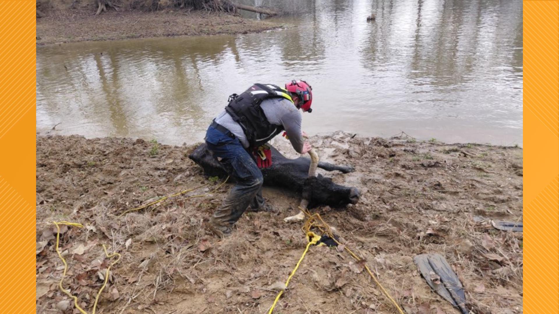 Texas Task Force 1 rescues trapped Longhorn from deep mud in Longview ...
