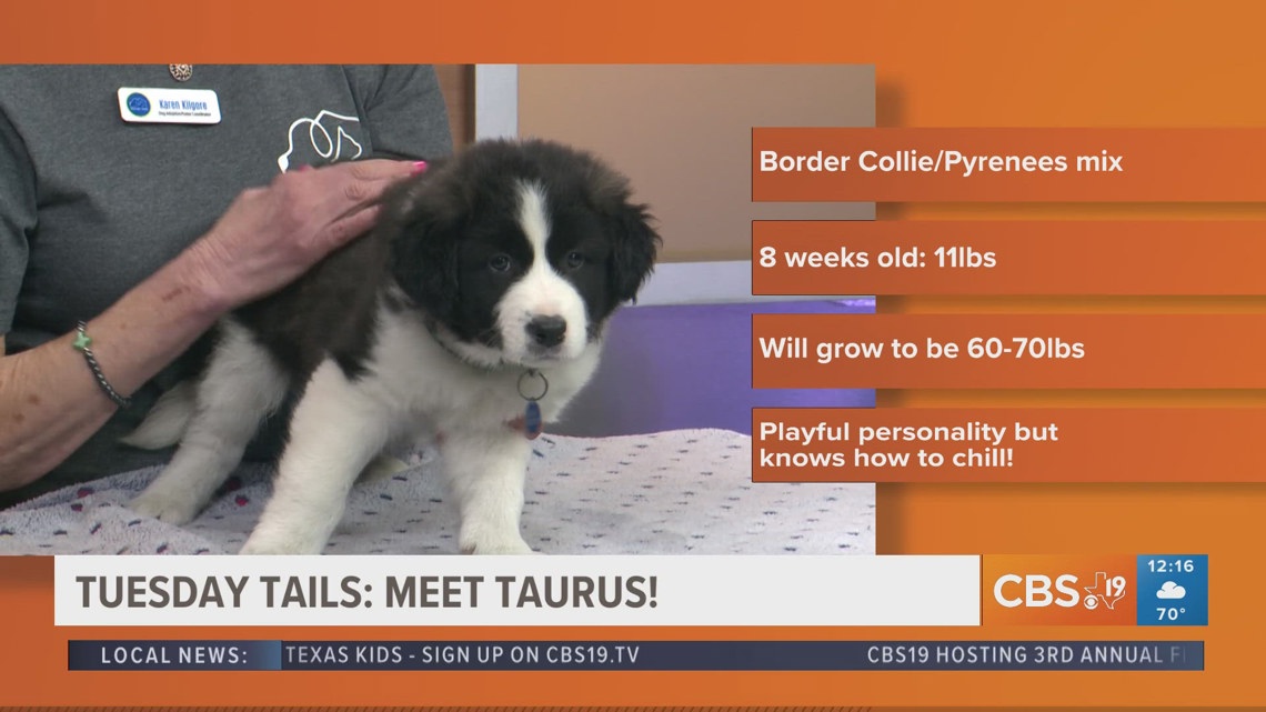 Meet Taurus from the SPCA of East Texas | cbs19.tv